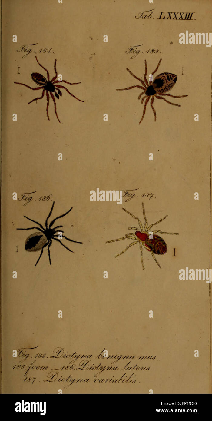 An illustration from 'Die Arachniden,' focusing on arachnid species ...