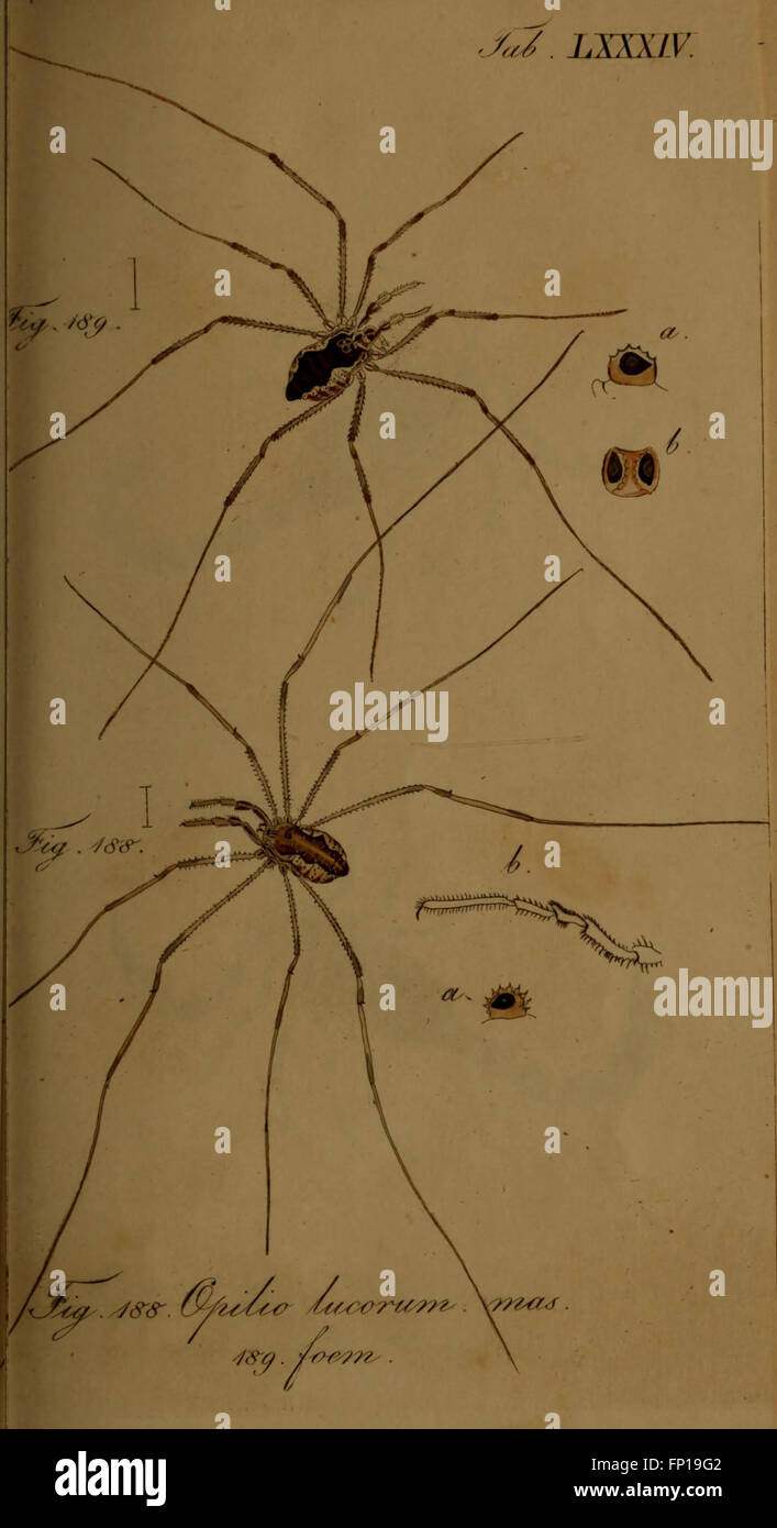 'Die Arachniden' (Tab. LXXXIV) provides detailed depictions of arachnid ...