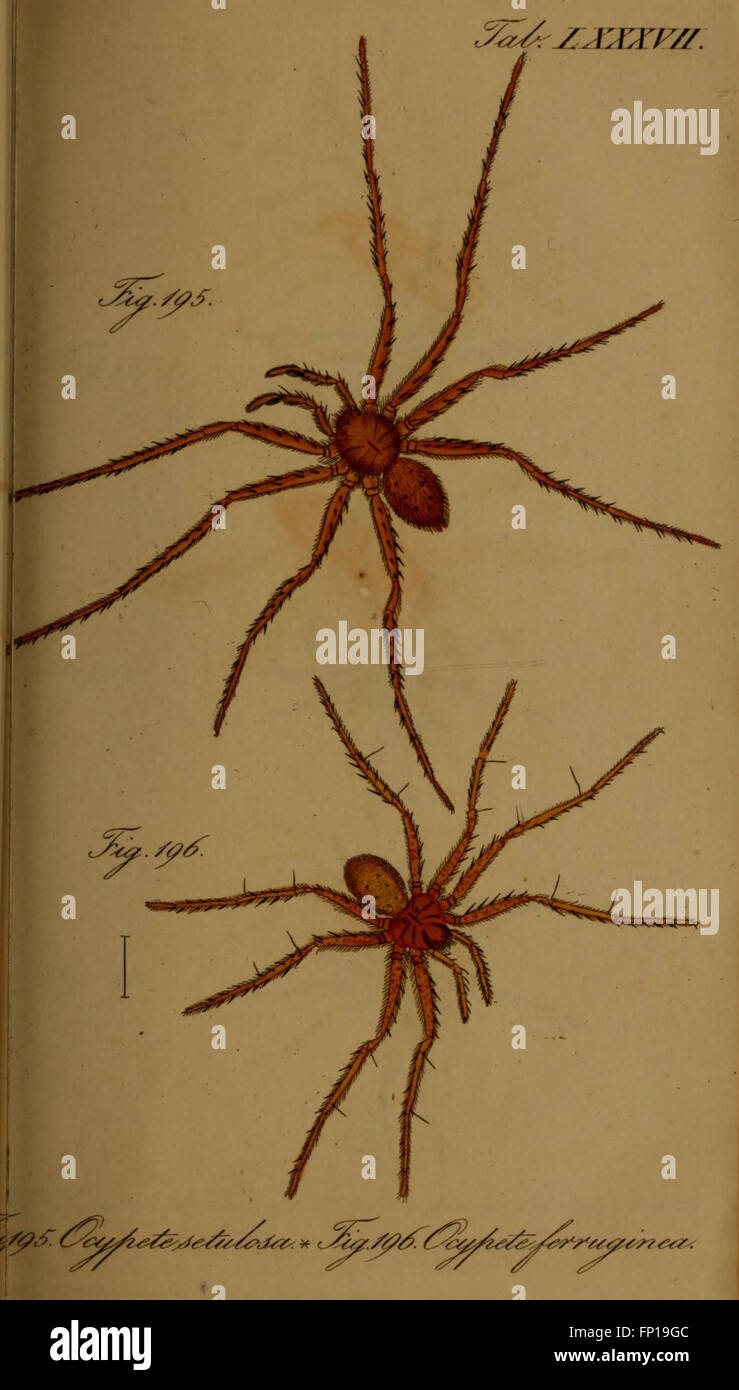 A scientific illustration from 'Die Arachniden' featuring arachnids ...