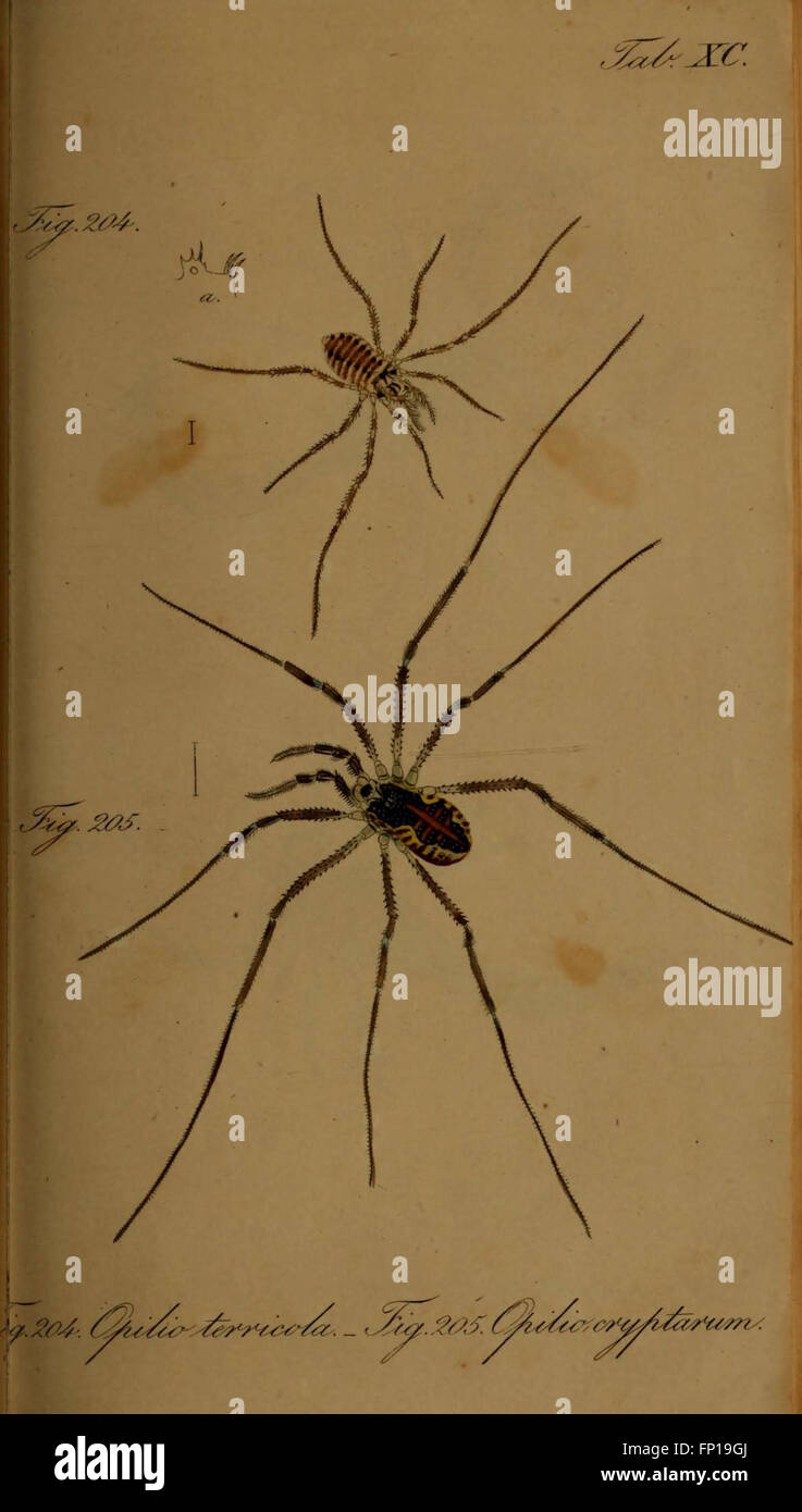 Biological classification within arachnology hi-res stock photography ...