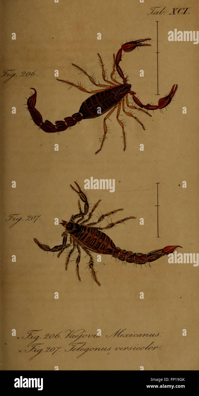 This illustration from 'Die Arachniden' shows detailed depictions of ...