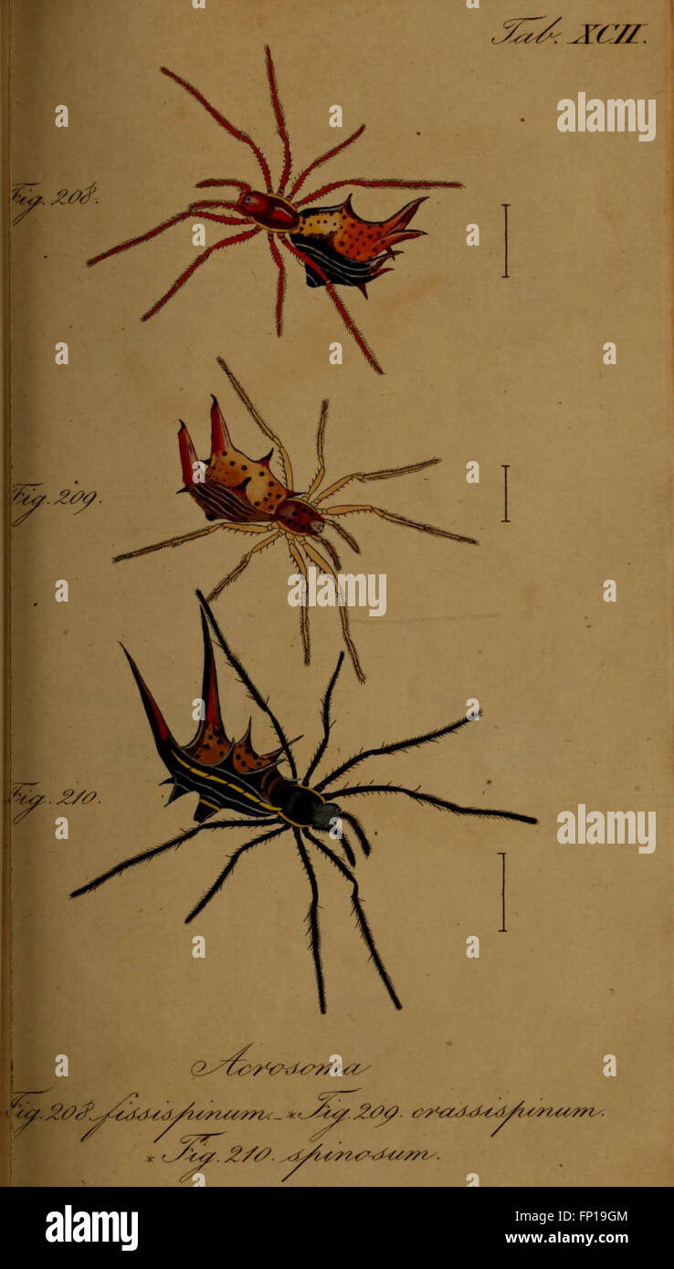 'Die Arachniden' features detailed illustrations of arachnids ...