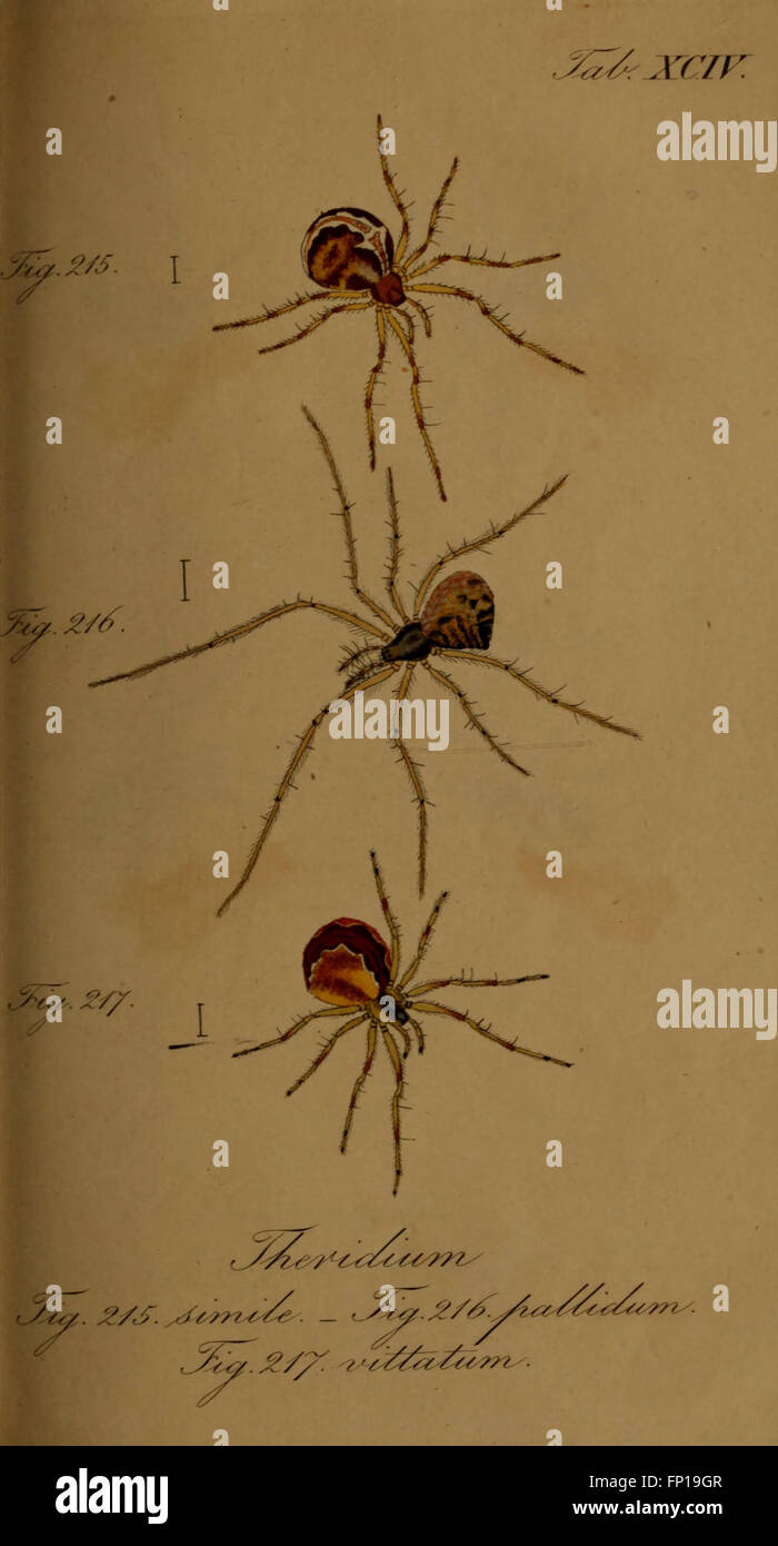 Arachnid reference hi-res stock photography and images - Alamy