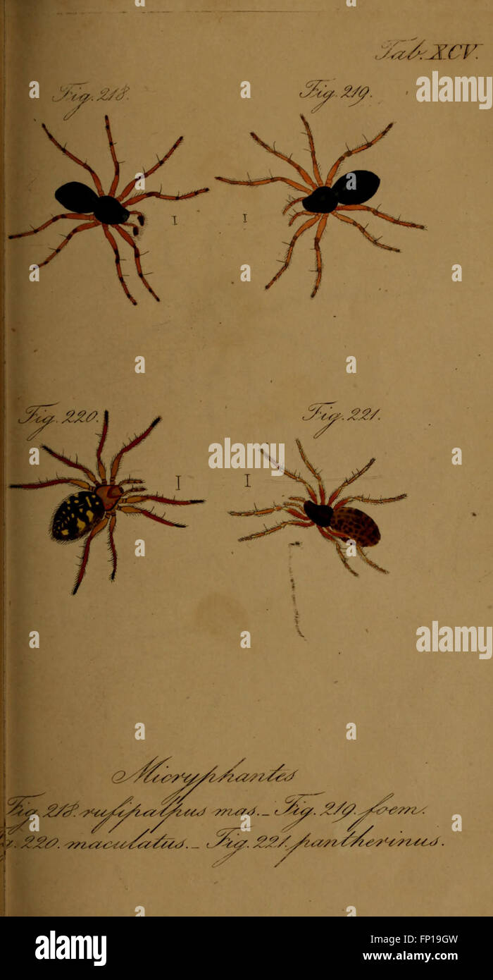 This plate provides detailed illustrations of arachnids, focusing on ...