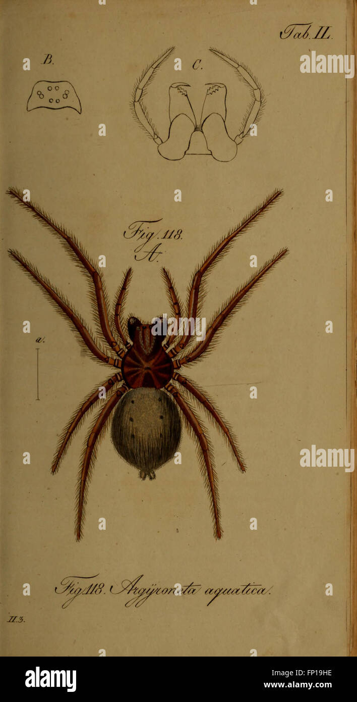 Plate XLIX from 'Die Arachniden' provides detailed illustrations of ...