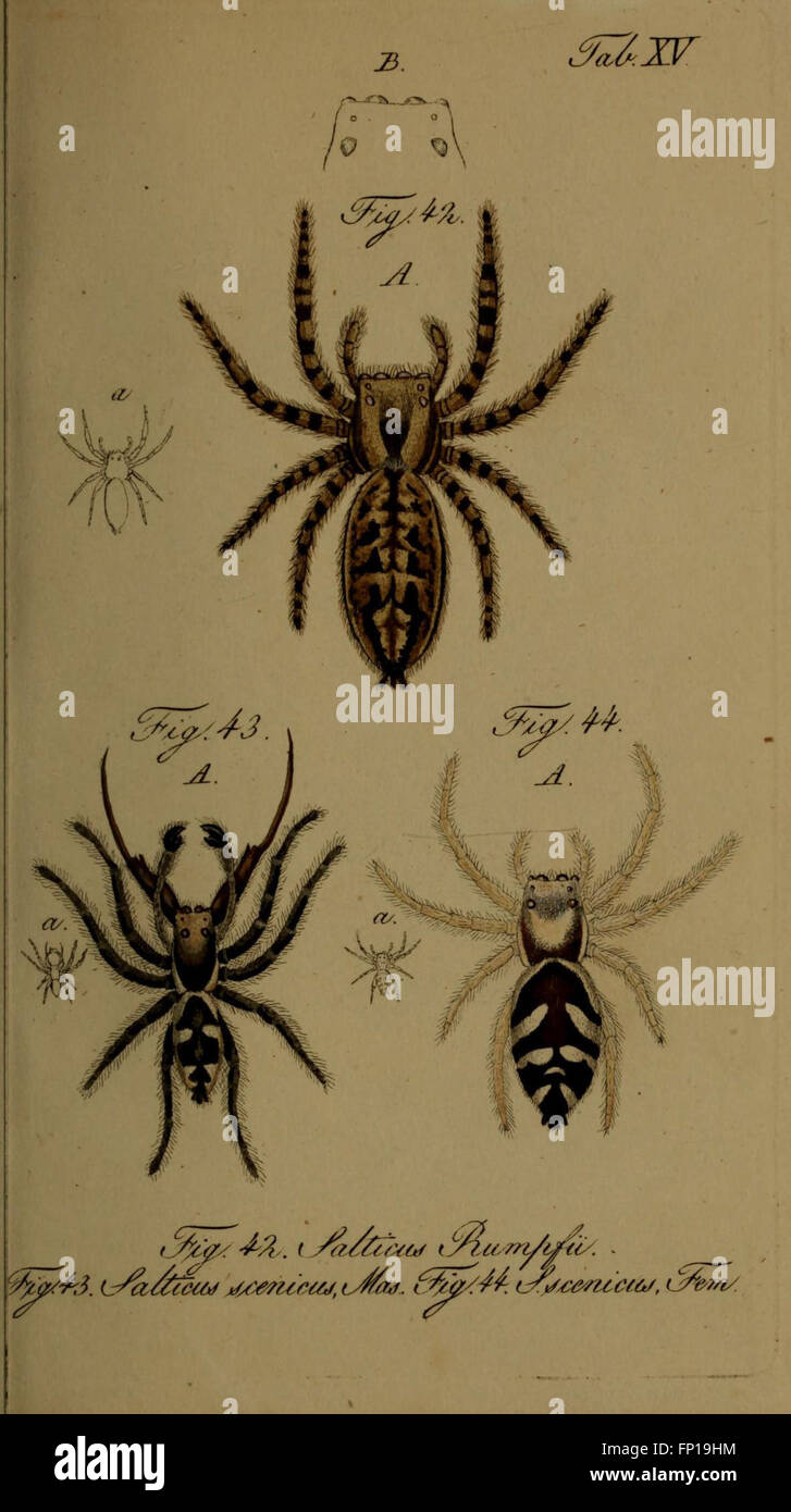 *Die Arachniden* is a detailed study of arachnids, presented with ...