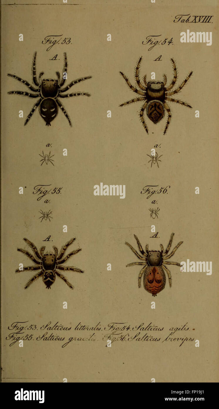 This illustration from 'Die Arachniden' shows various species of ...