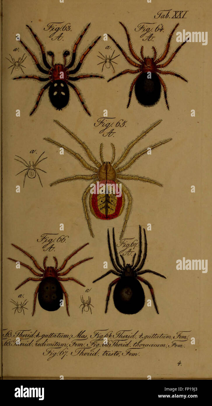 A detailed study of arachnids, shown in the twenty-first plate of the ...