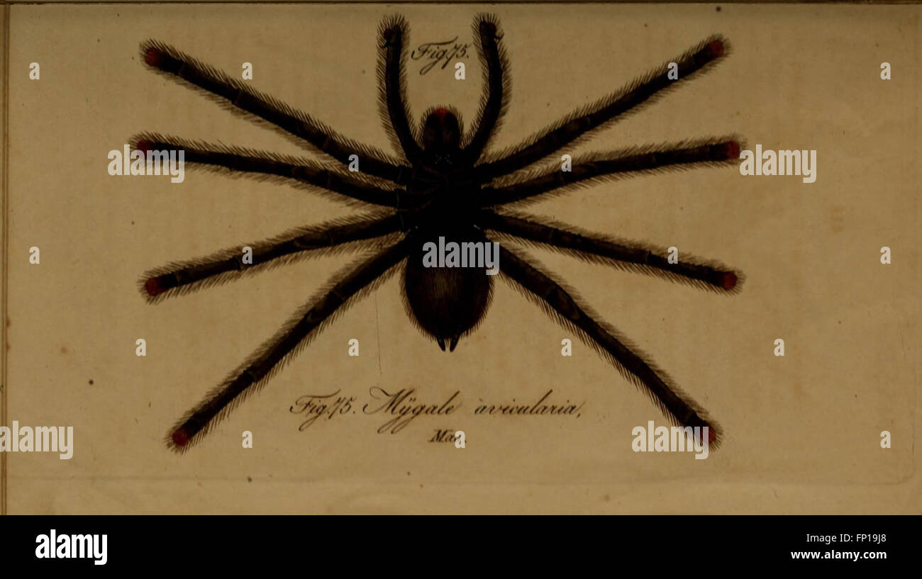 A scientific illustration from 'Die Arachniden' depicting arachnids in ...