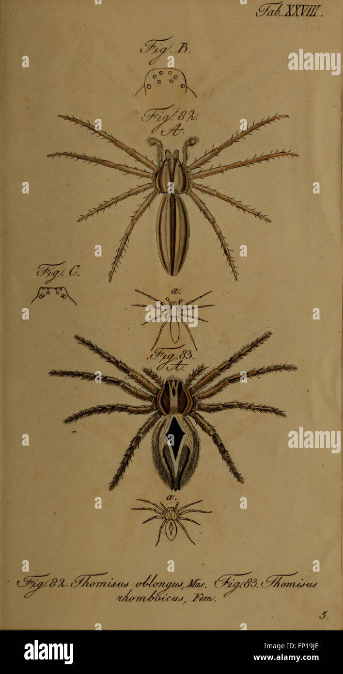 This plate from 'Die Arachniden' illustrates various species of ...