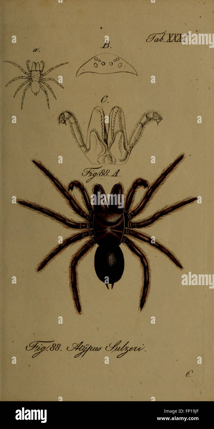 'Die Arachniden' (Tab. XXXI) is a scientific illustration depicting ...