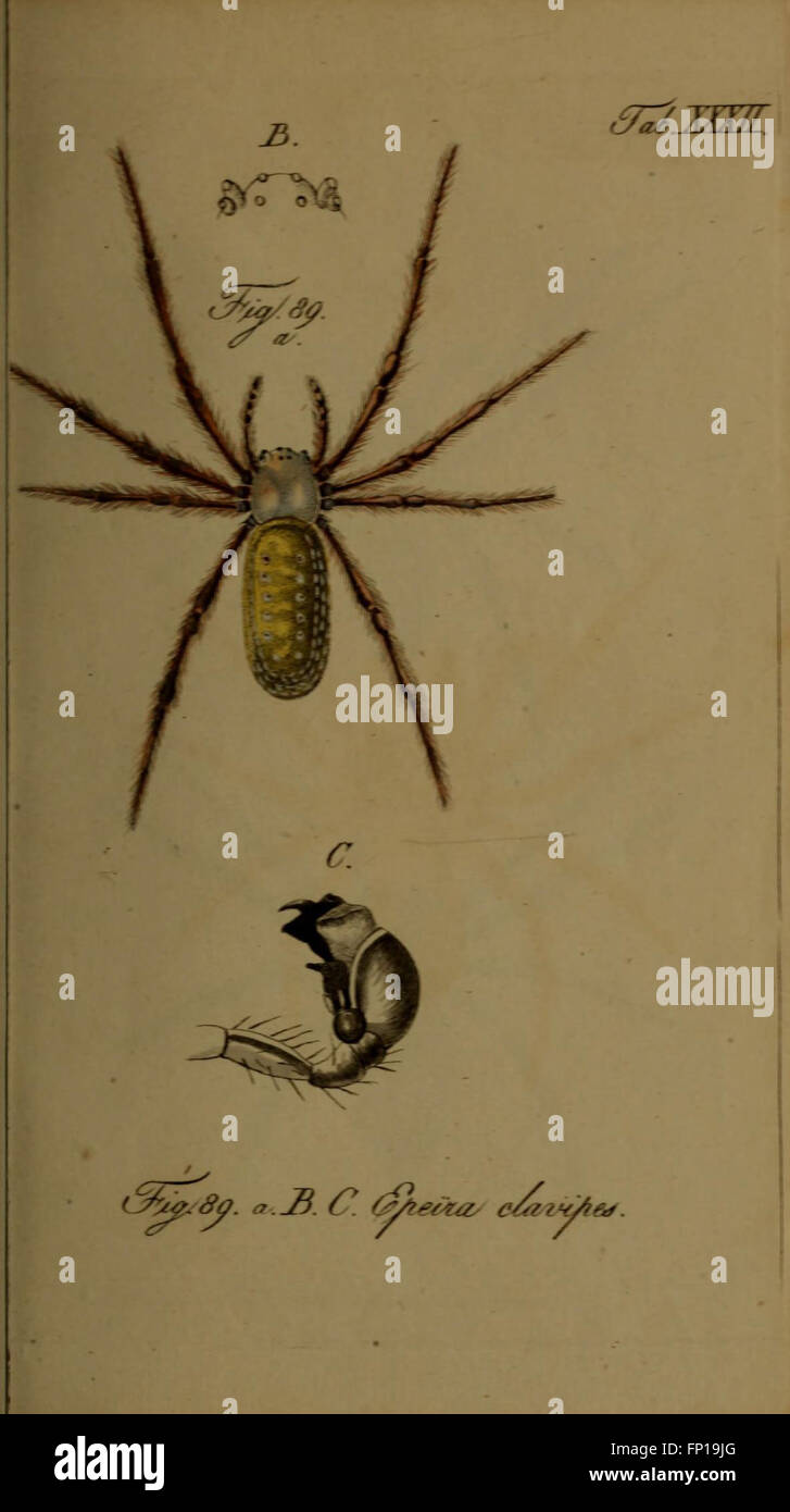 'Die Arachniden' (Tab. XXXII) presents detailed illustrations of ...