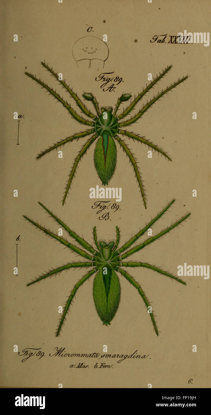 Arachnids morphology hi-res stock photography and images - Alamy