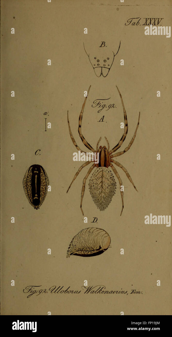 'Die Arachniden' (Plate XXXV) provides detailed illustrations and ...