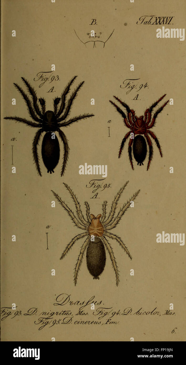 'Die Arachniden' (Tab. XXXVI) is a scientific work on arachnids ...
