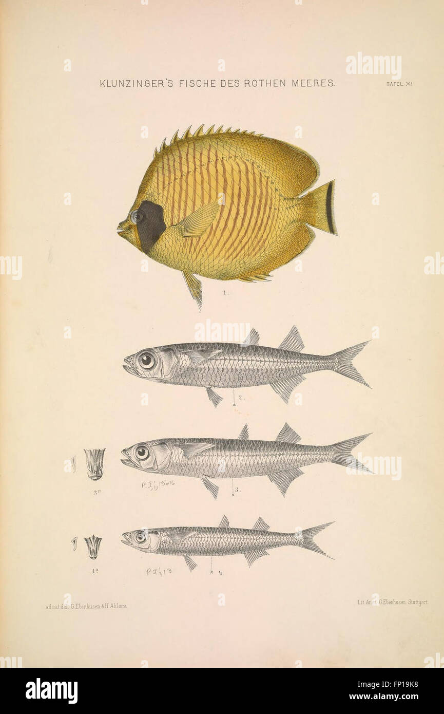 This work focuses on the fish species found in the Red Sea, featuring ...