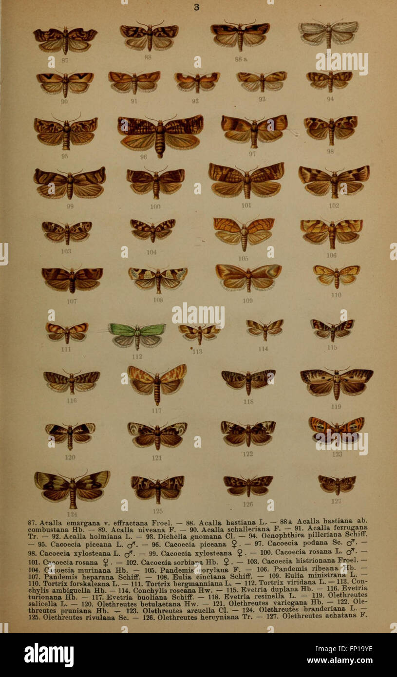 German butterflies hi-res stock photography and images - Alamy