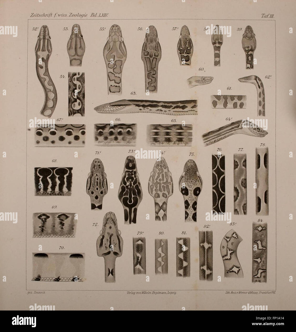 'Die Zeichnung der Boiden' (The Drawing of Boids) Plate III showcases ...