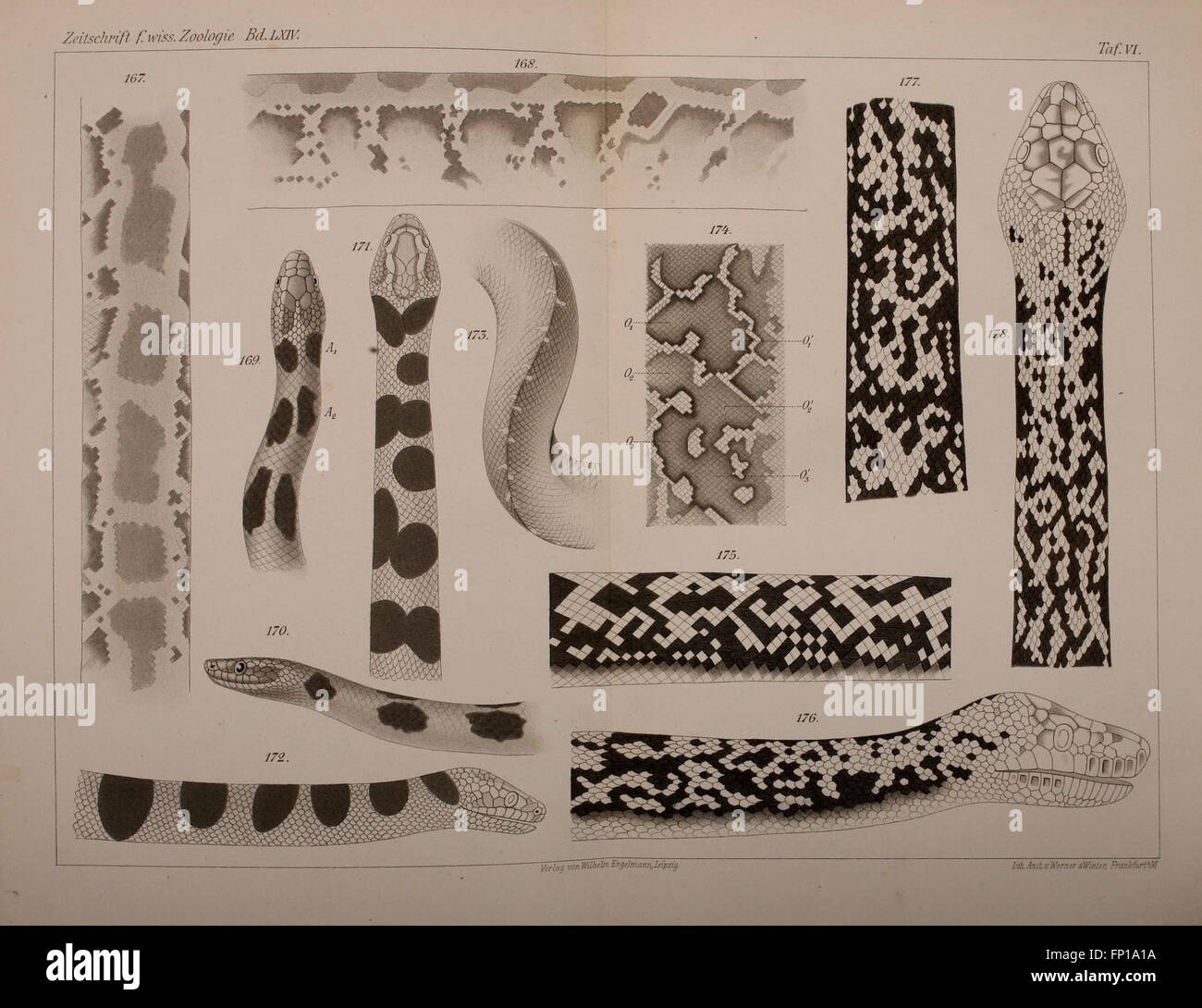 'Die Zeichnung der Boiden' (Taf. VI) is a detailed illustration of the ...