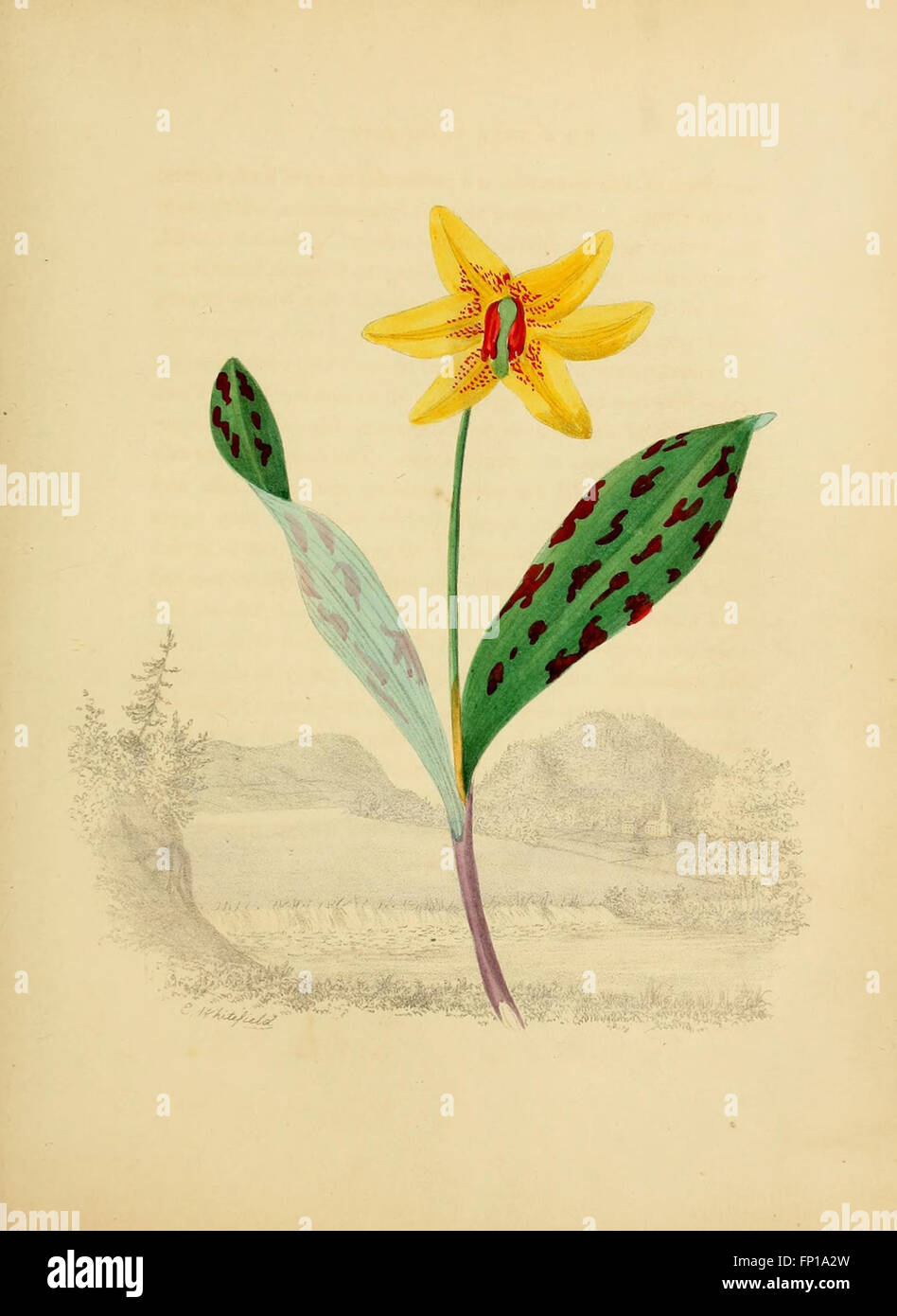 'American Wild Flowers in Their Native Haunts' provides a detailed ...