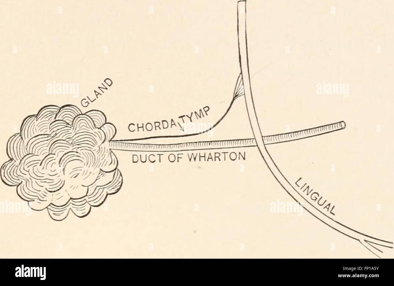 This 1888 work focuses on the dissection of the dog as a method for ...