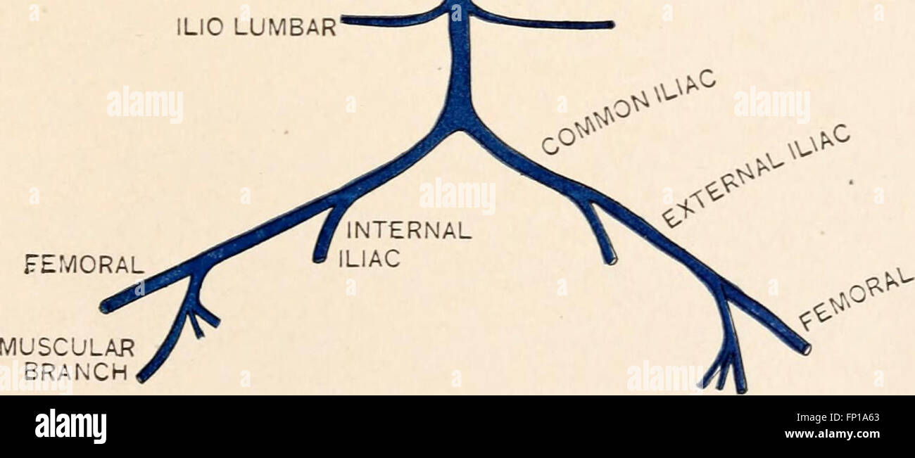 This 1888 work details the dissection of the dog as a method for ...