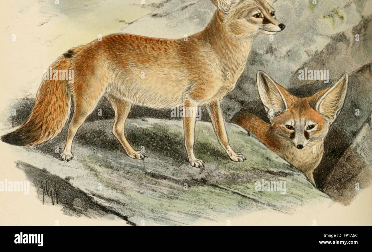 This 1890 monograph on the Canidae family includes detailed woodcuts ...