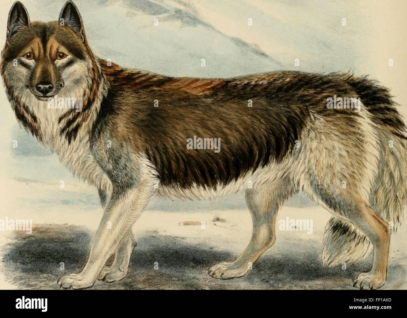 This 1890 monograph of the Canidae family details the species of dogs ...