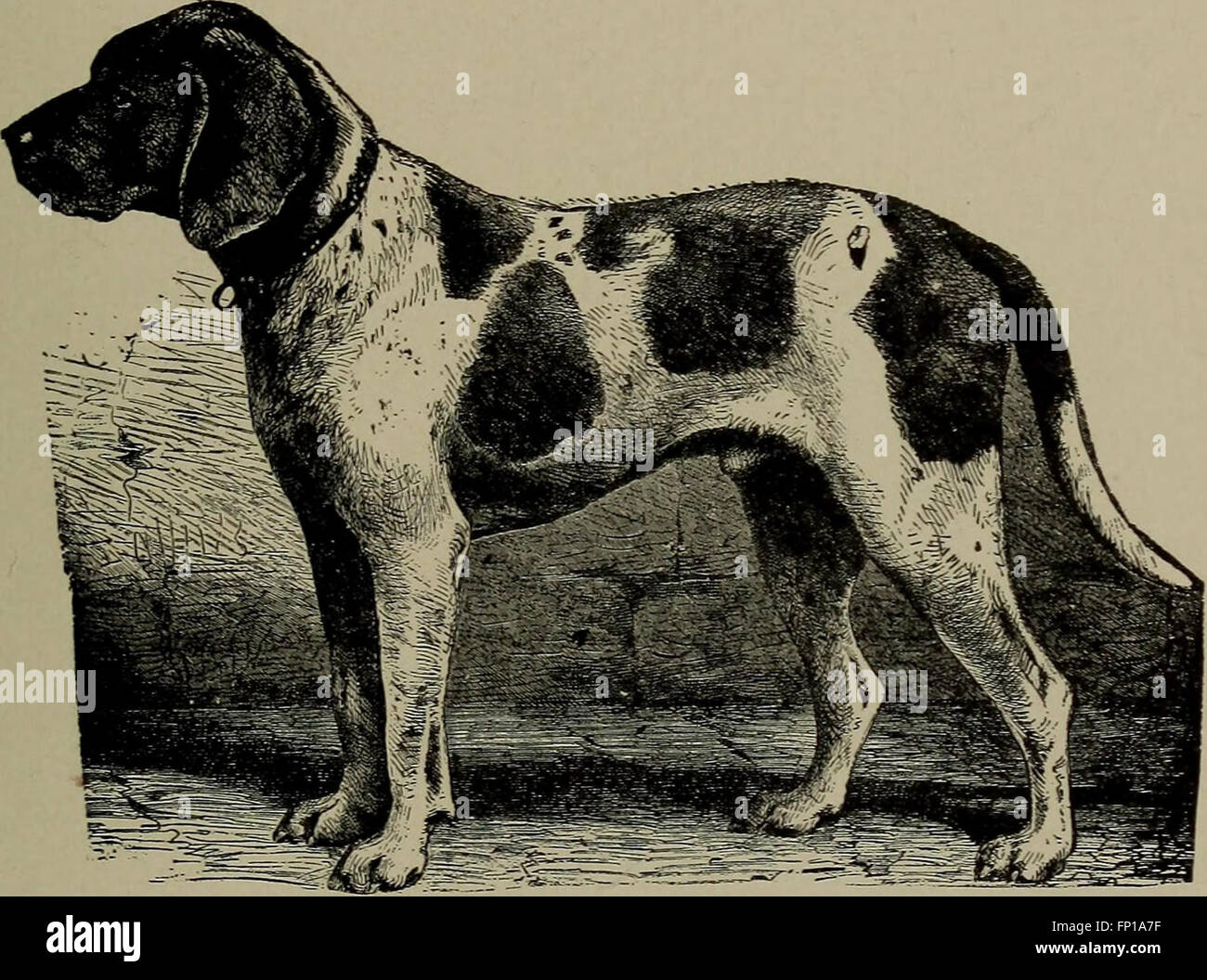 Published in 1903, this work offers a comprehensive look at dog breeds ...