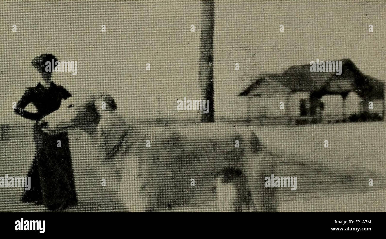 This 1903 work explores various dog breeds from around the world ...