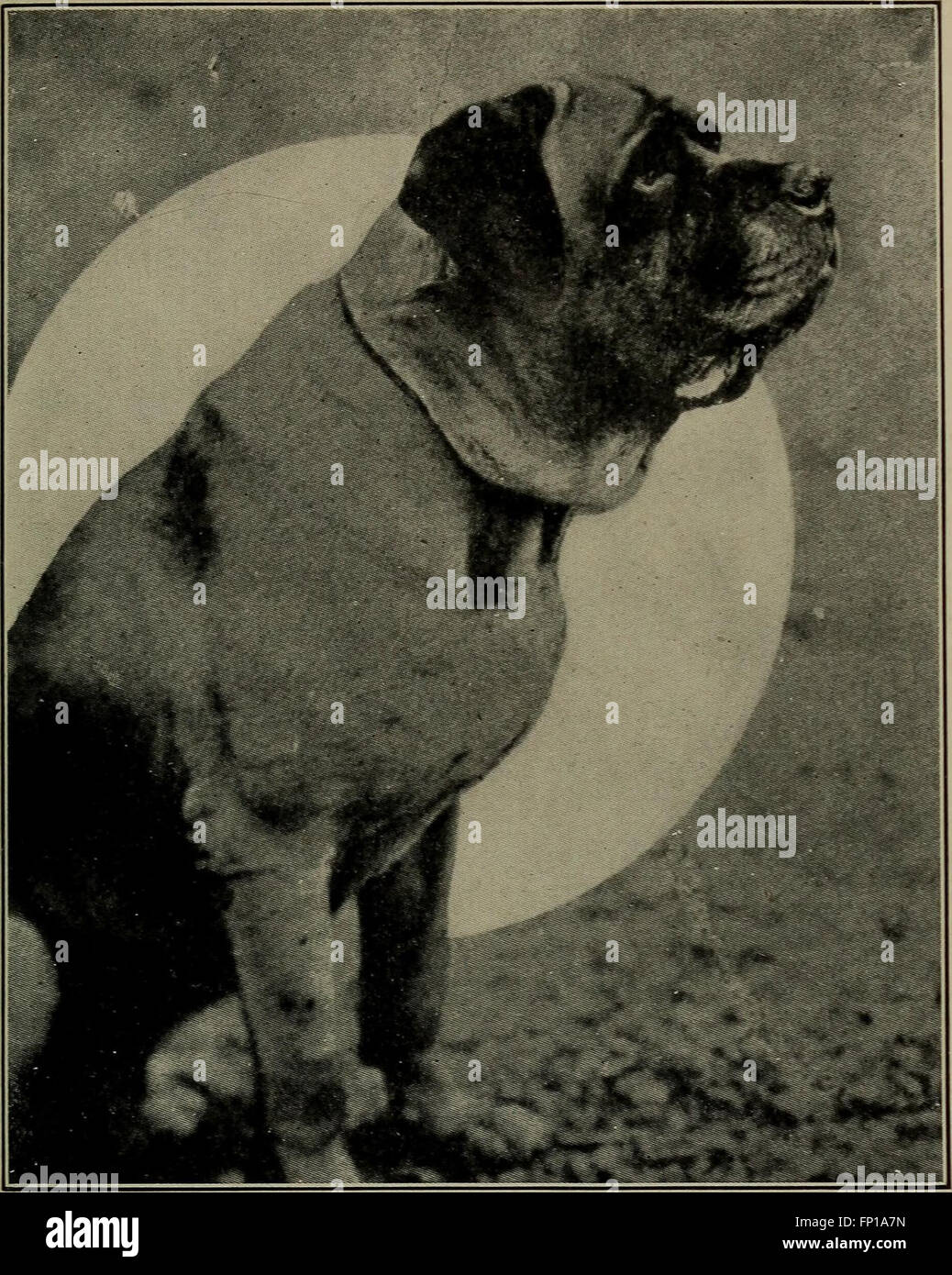 This 1903 work presents descriptions of dogs from around the world ...