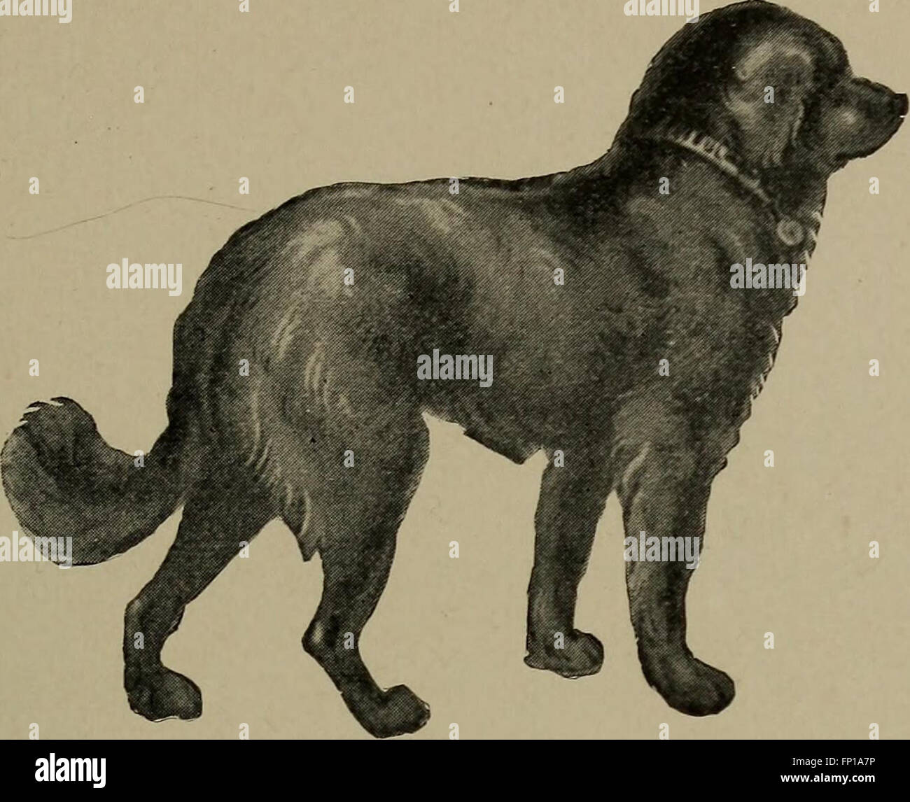 A 1903 book exploring dog breeds from around the world through prose ...