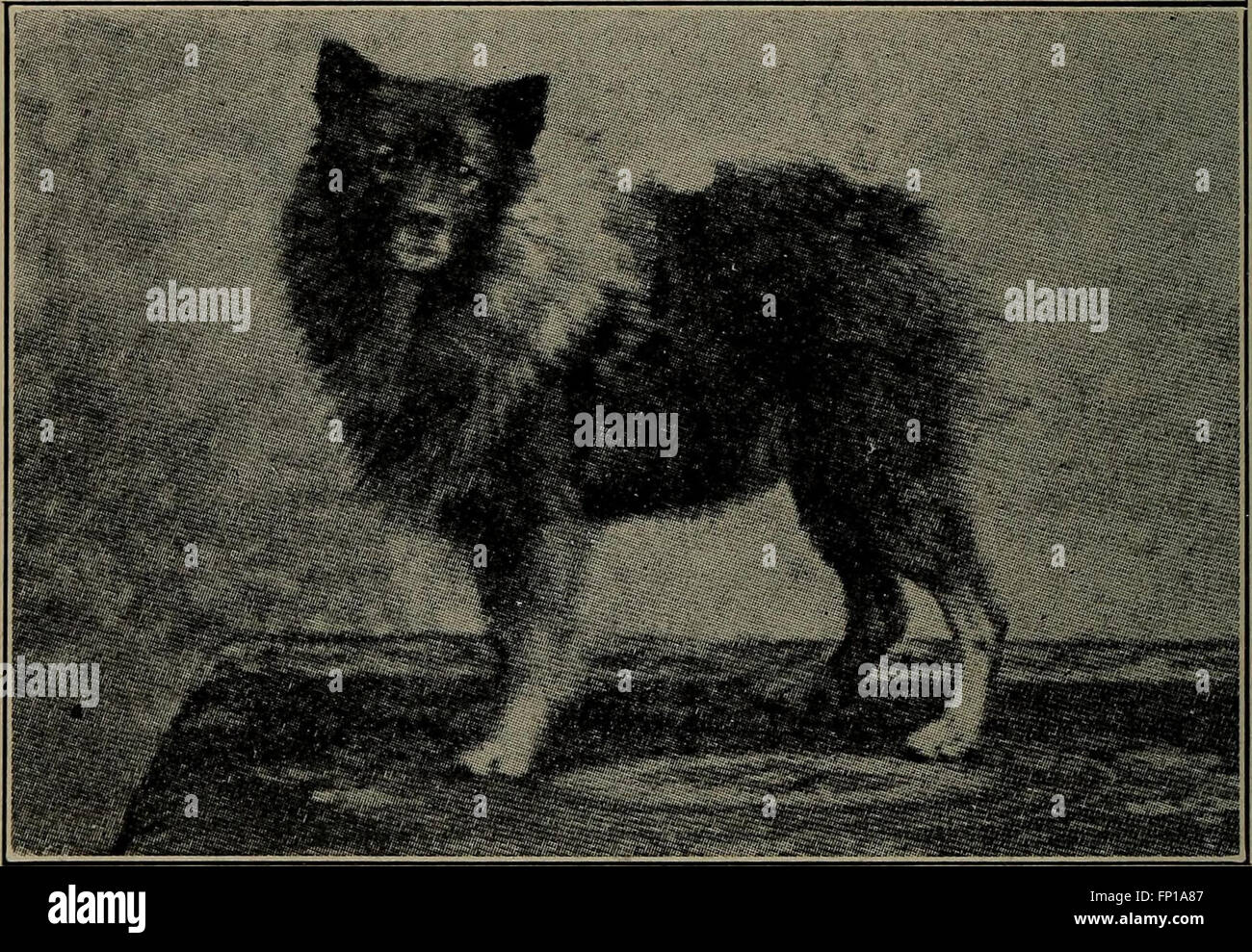 This 1903 book presents various dog breeds from around the world ...