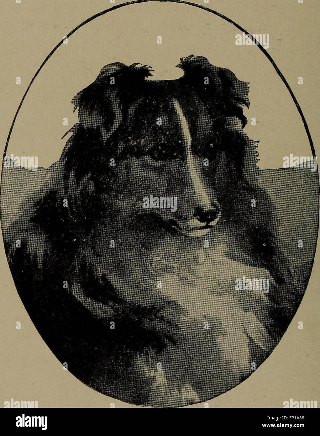 This 1903 work explores various dog breeds from around the world, using ...