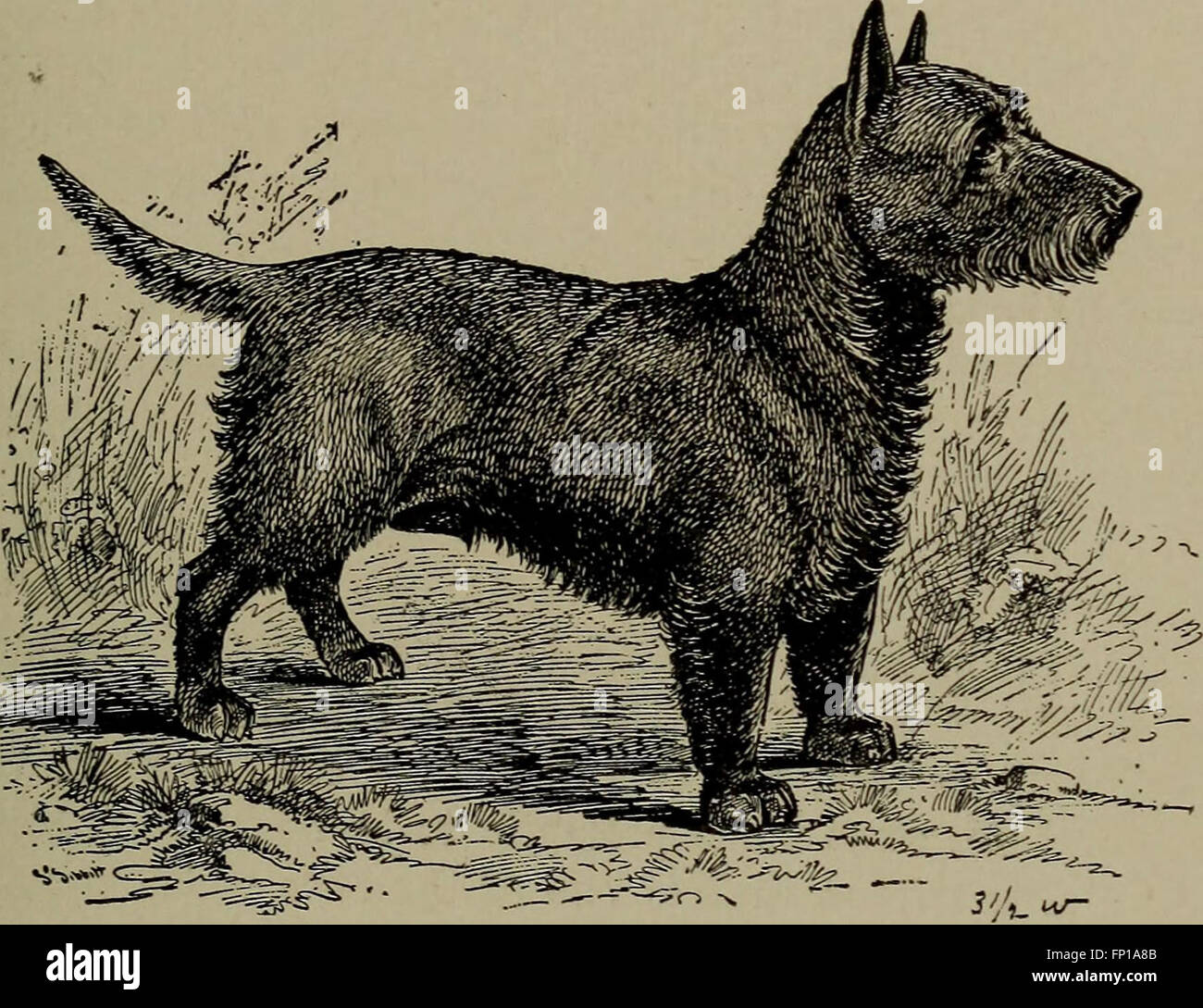 This 1903 work combines prose and rhyme to describe various dog breeds ...