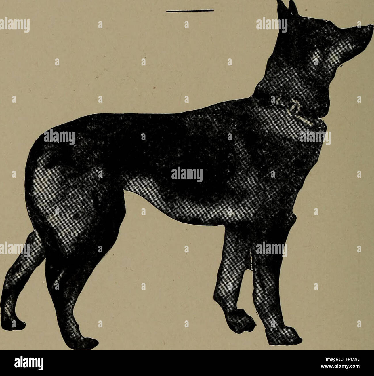 This 1903 work explores various dog breeds from around the world ...