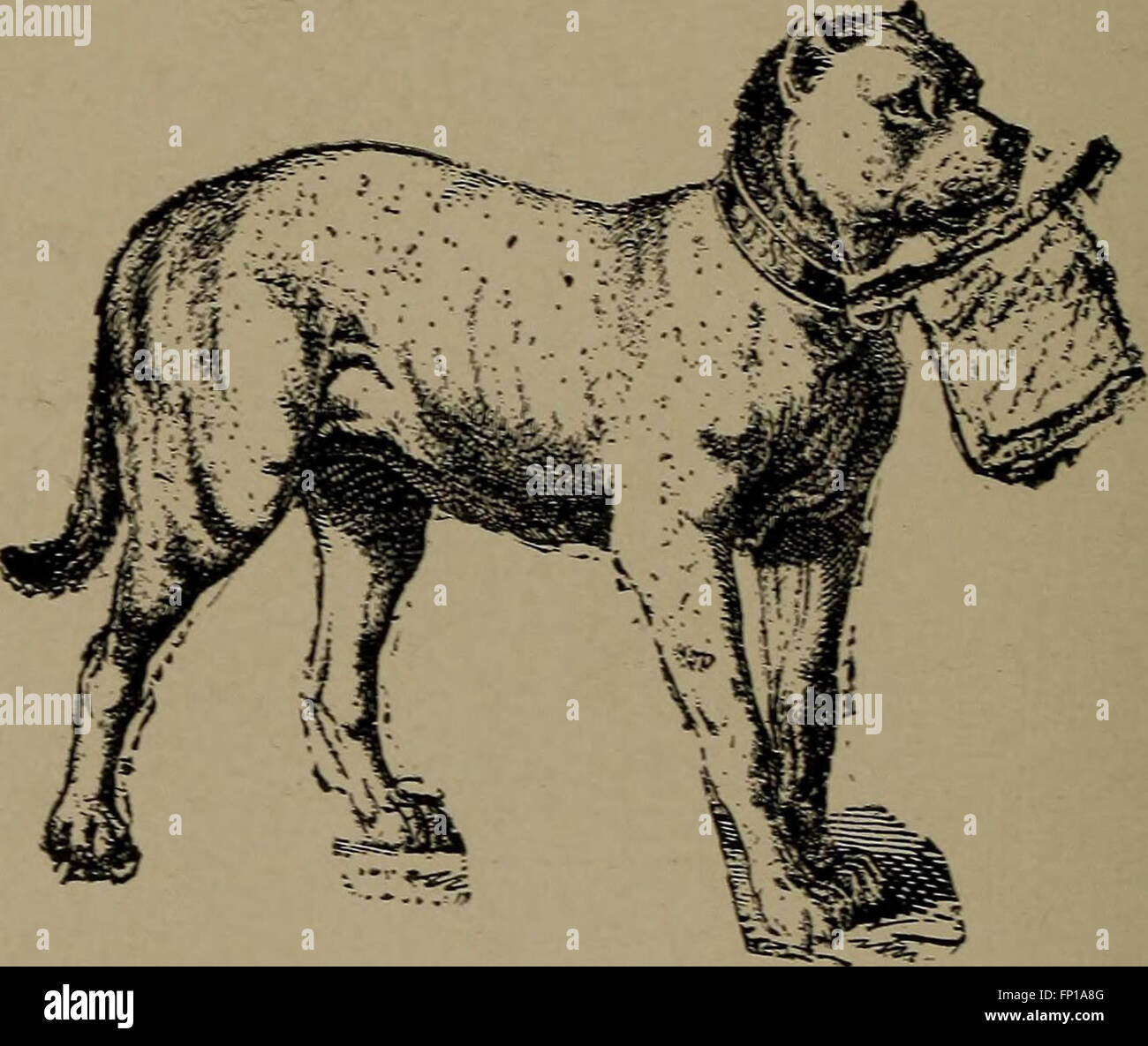 A 1903 collection that features dogs from around the world, with ...