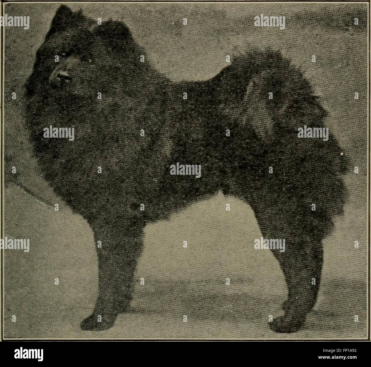 This book, published in 1903, explores various dog breeds from around ...