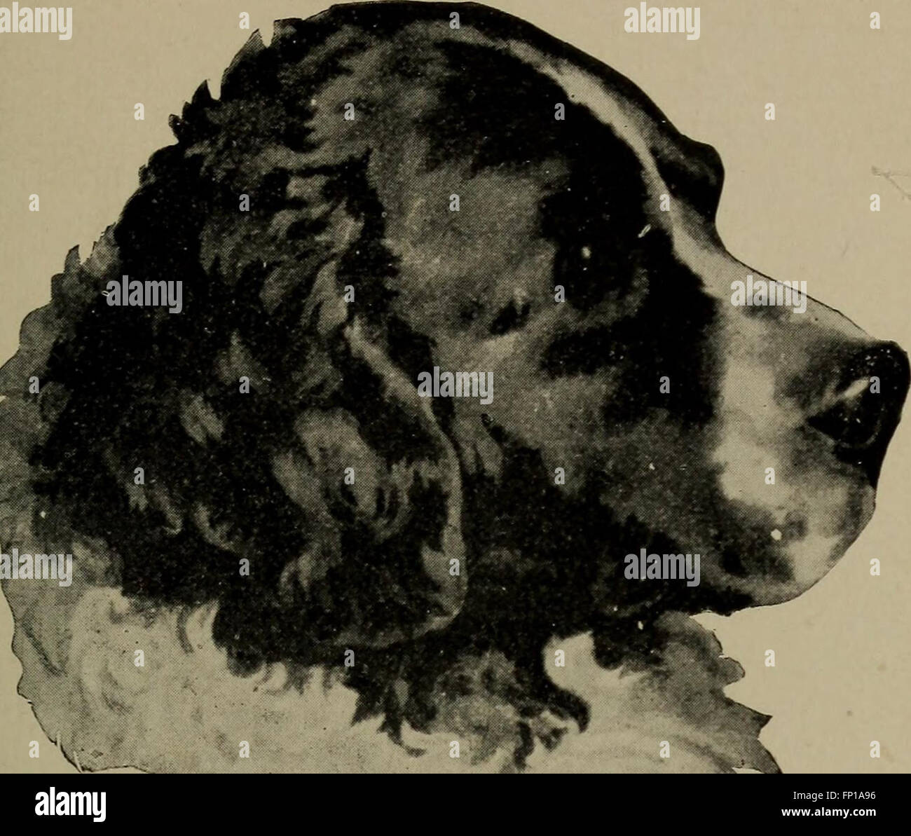 *Dogs of All Nations* (1903) explores different dog breeds through both ...