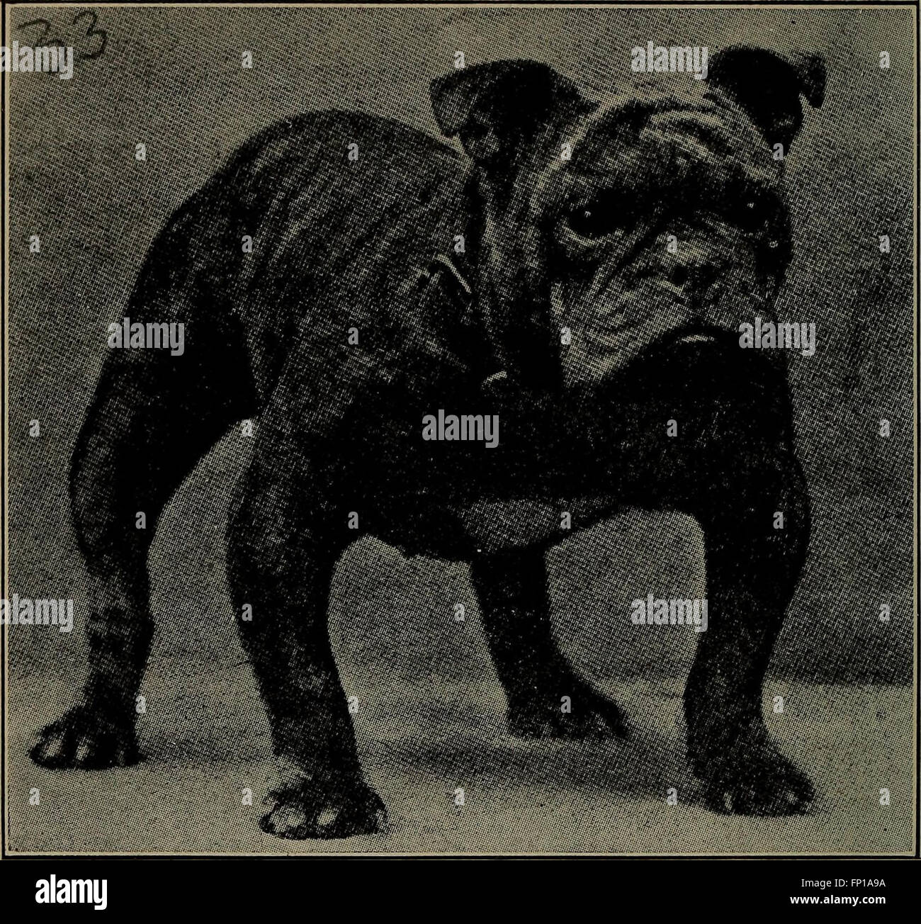 This 1903 book combines prose and poetry to describe various dog breeds ...