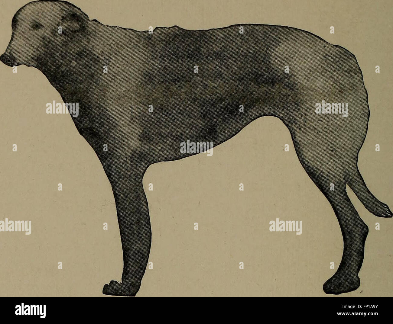 'Dogs of All Nations' (1903) provides descriptions of various dog ...