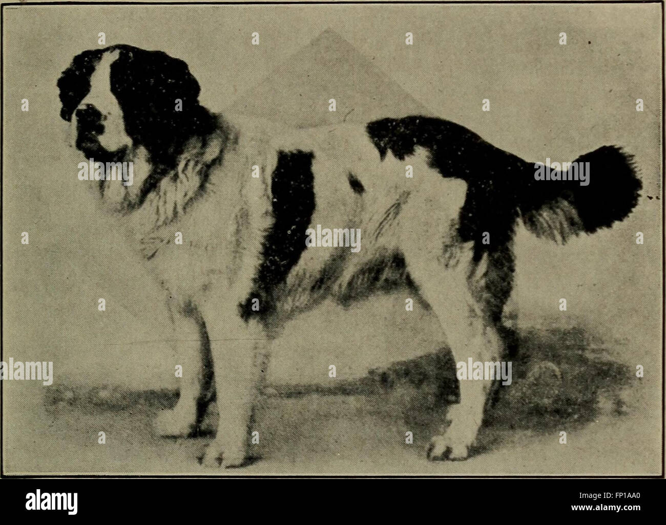 'Dogs of All Nations' (1903) combines prose and poetry to describe ...
