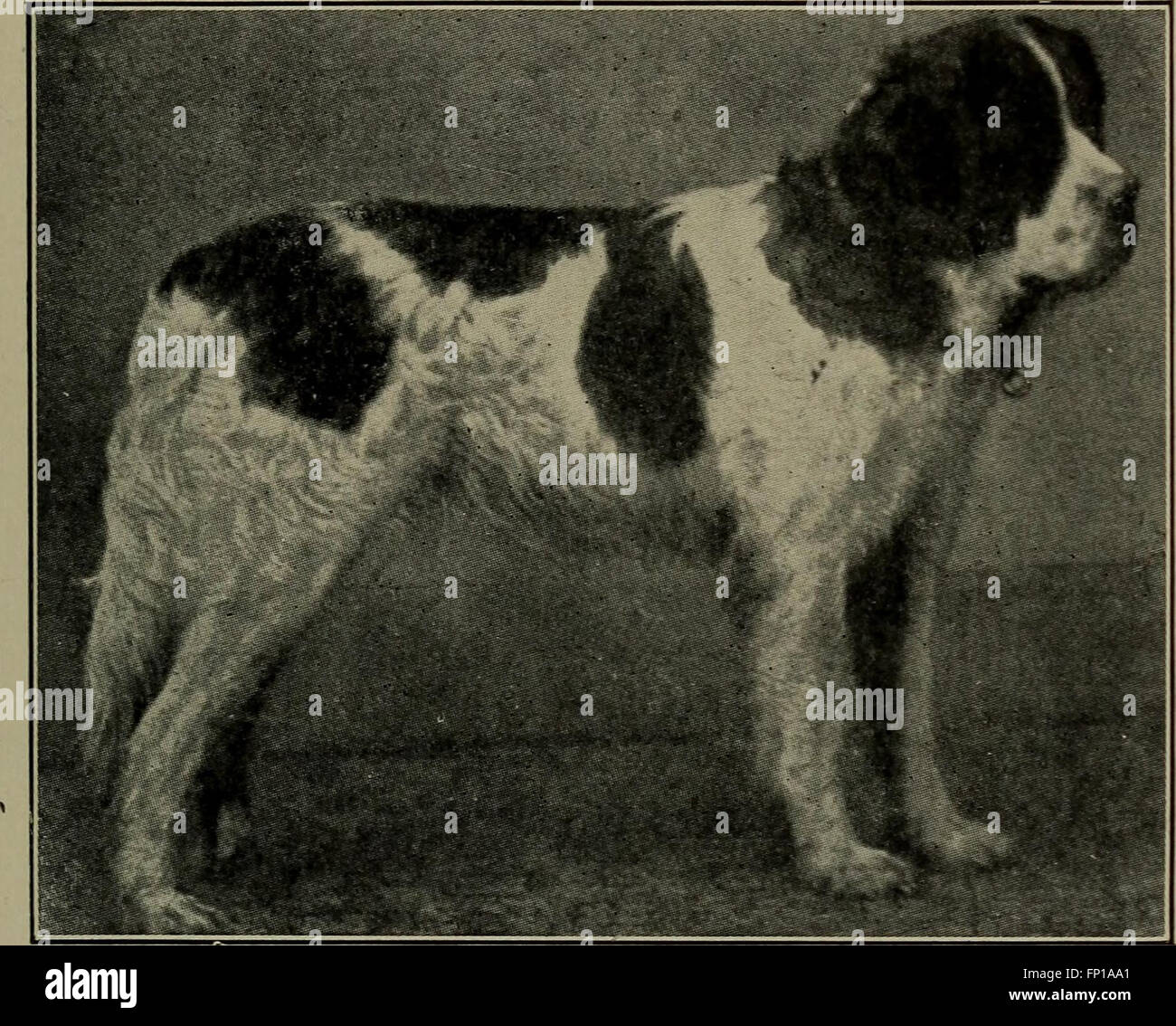 Published in 1903, 'Dogs of All Nations' combines prose and rhyme to ...