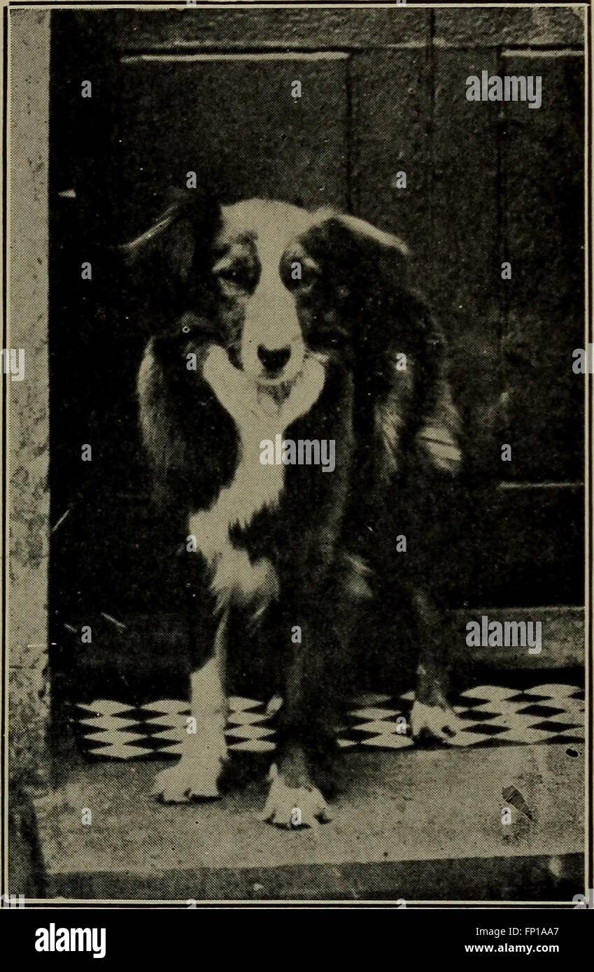 This work explores various dog breeds from around the world, presented ...