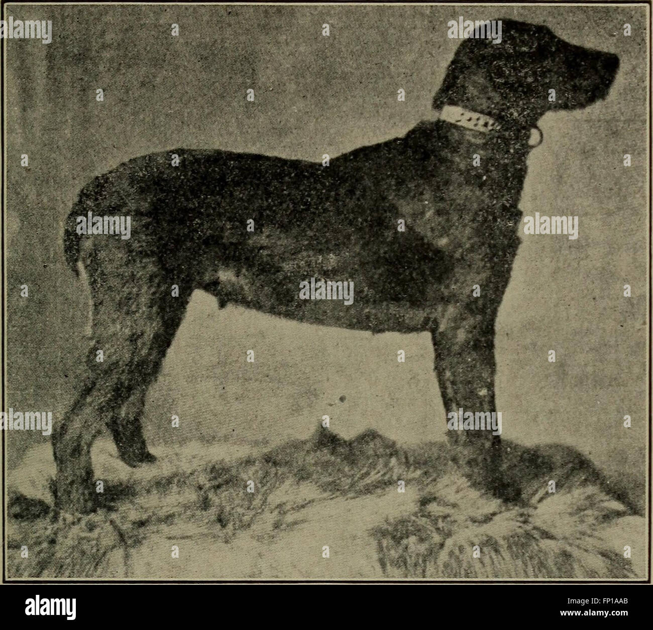 'Dogs of All Nations' (1903) offers an artistic look at various dog ...