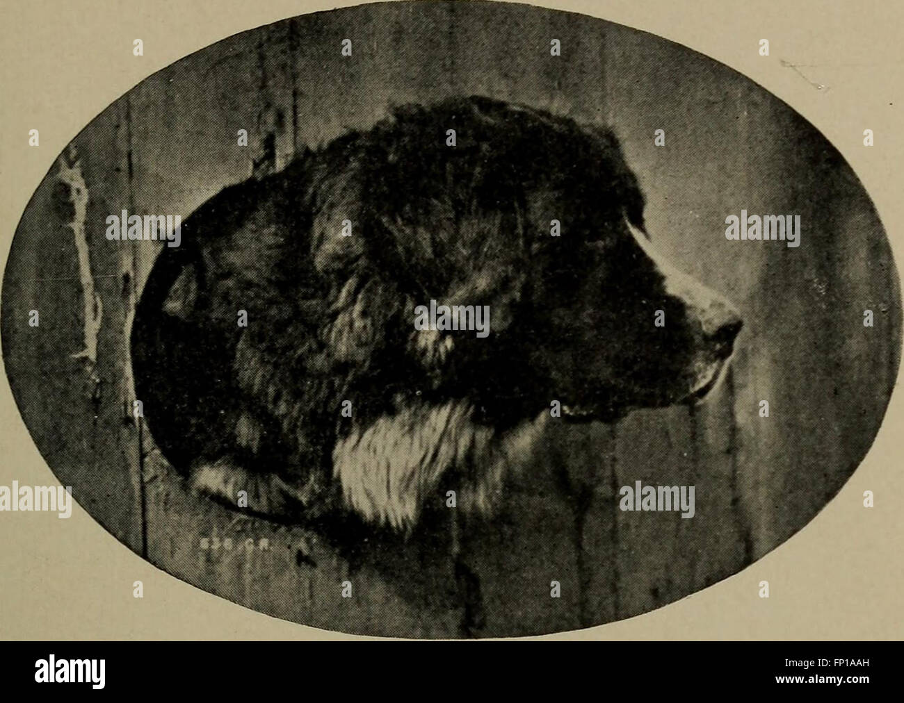 'Dogs of All Nations' (1903) is a literary work that explores the ...