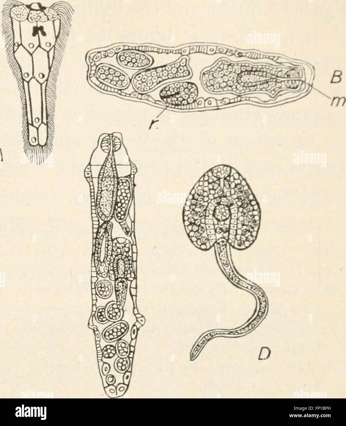 This 1907 textbook integrates botany, zoology, and human physiology to ...