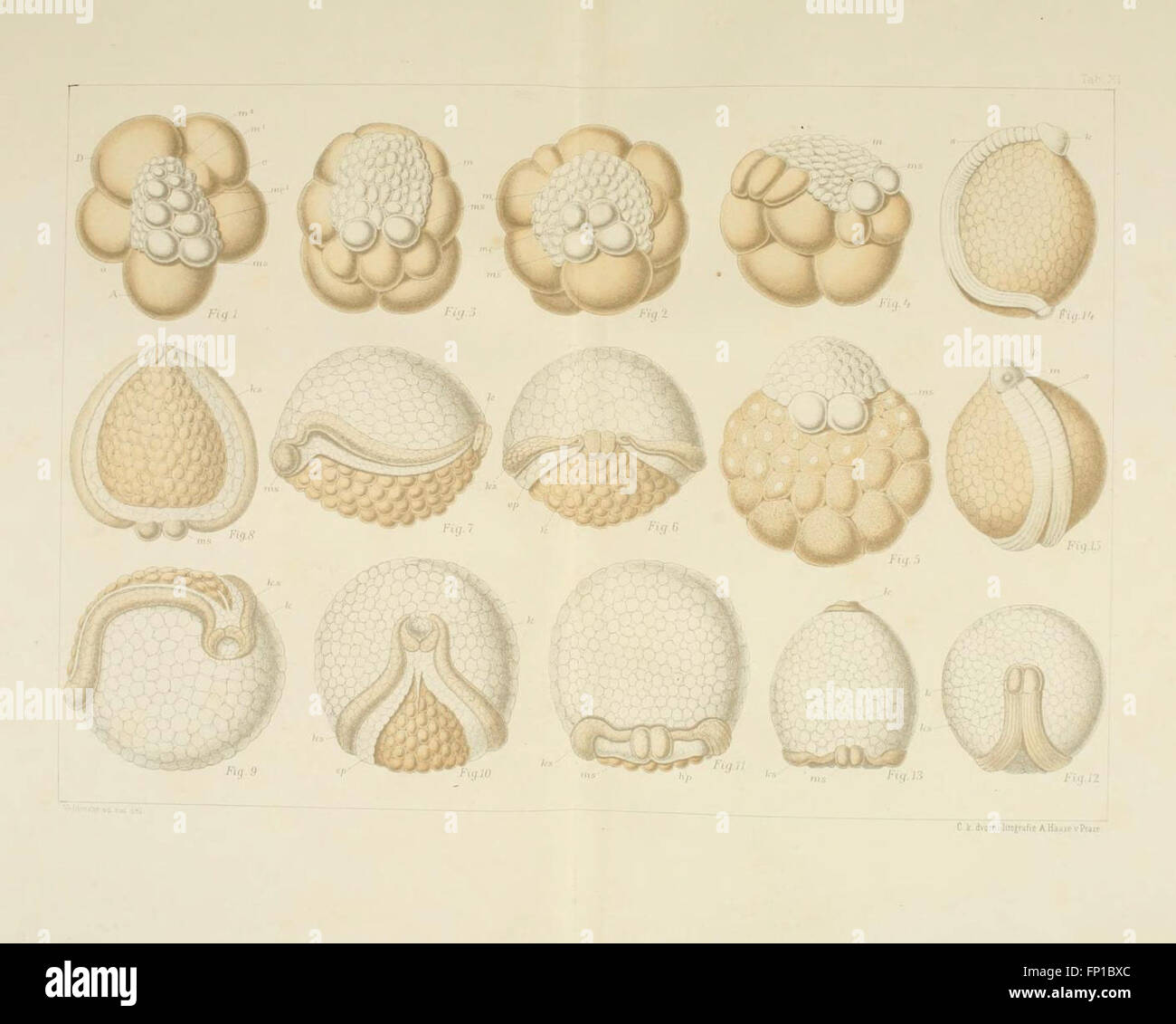 'Entwicklungsgeschichtliche Untersuchungen' (Evolutionary Studies) is a ...