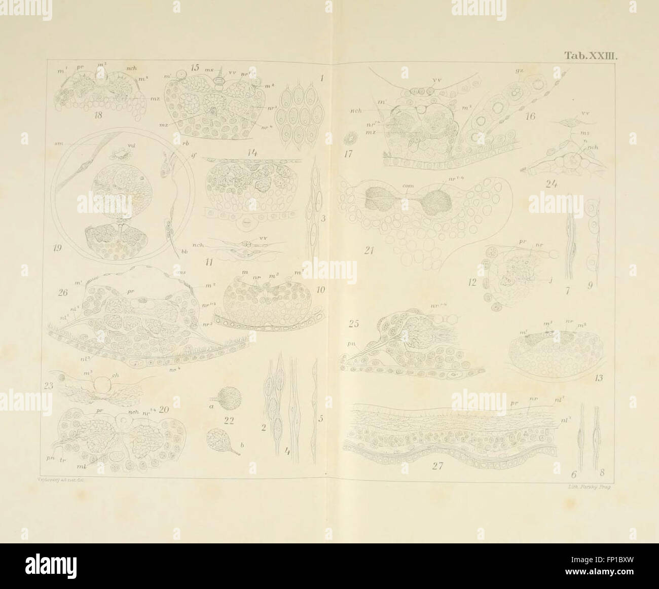Entwicklungsgeschichtliche Untersuchungen (Evolutionary Studies ...