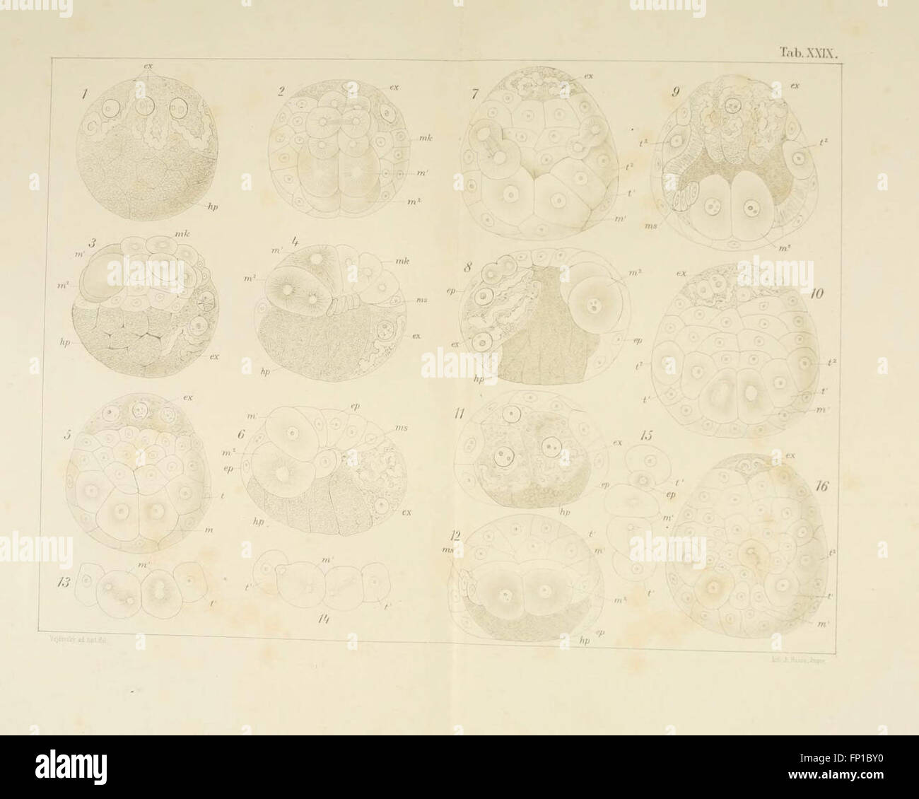 A scientific study of developmental history, featured with ...